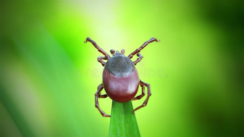 A tick stock footage. Video of acarus, animation, animal - 140242206
