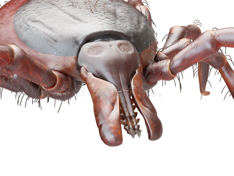 Acari Stock Illustrations – 204 Acari Stock Illustrations, Vectors ...