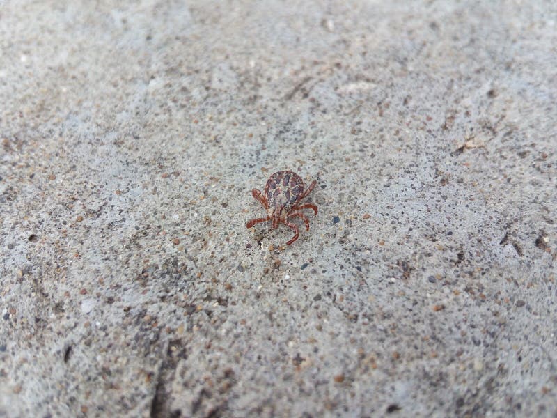 Tick stock photo. Image of color, crawling, tick, background - 161973998