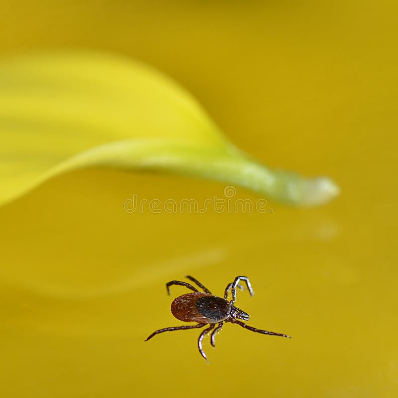 Tick stock image. Image of plate, lyme, macro, acari - 69905229