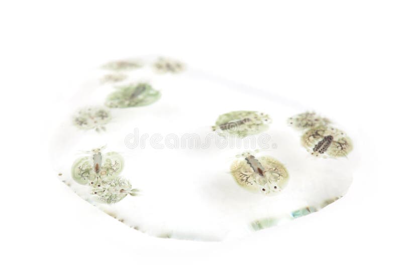 Fish TIck stock image. Image of green, fish, closeup - 14552871