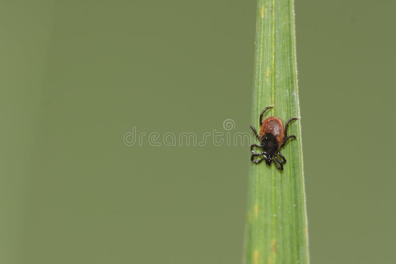 Tick burrowing in skin stock photo. Image of parasite - 21688684