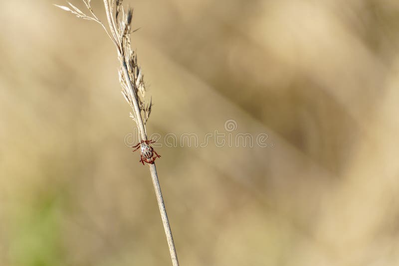 A Tick on the Grass in the Forest. Dangerous Insects are Carriers of ...