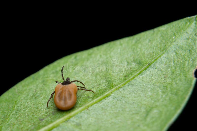 Tick on the Green Leaf Waiting the Host Stock Photo - Image of ...