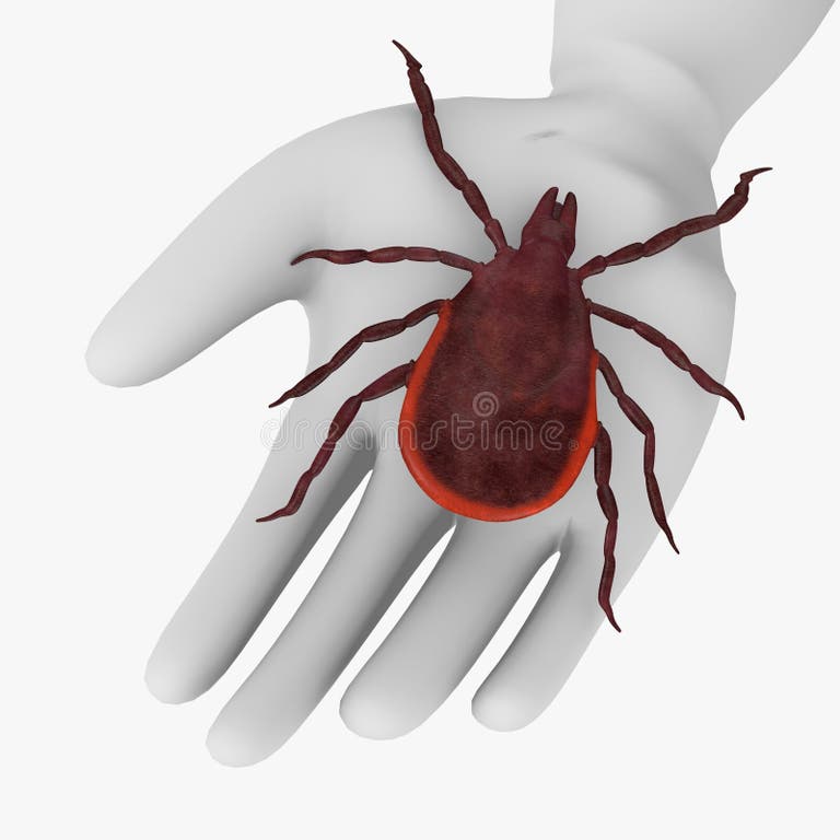 Tick on hand stock illustration. Illustration of brain - 24352757