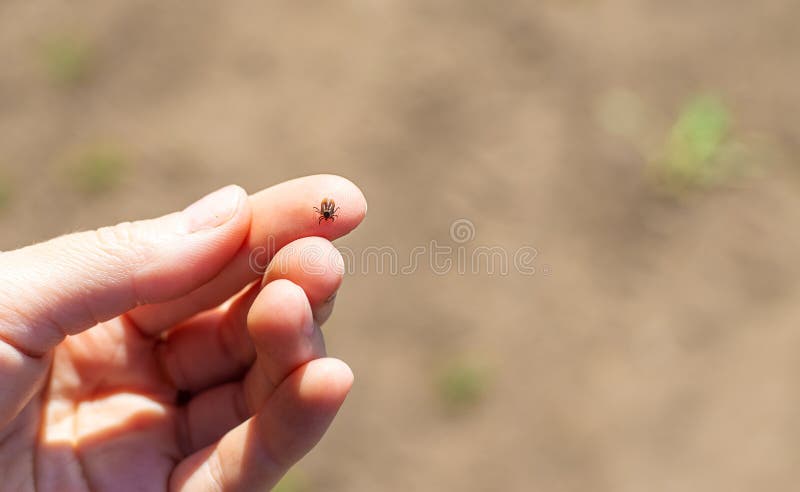 Tick on a Human Hand. Selective Focus Stock Image - Image of human ...