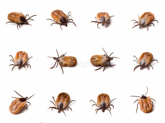 Tick (Ixodes Ricinus) Close Up Stock Image - Image of horizontal, white ...