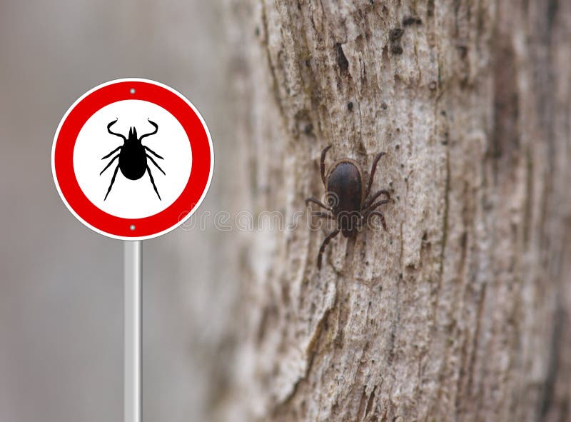 Tick in nature macro stock image. Image of macro, leaf - 73970221