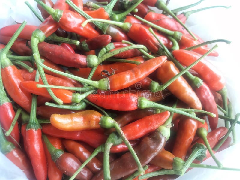 The Tick Peppers of a Small, Red, Super Peppery Type Pepper that Have a ...