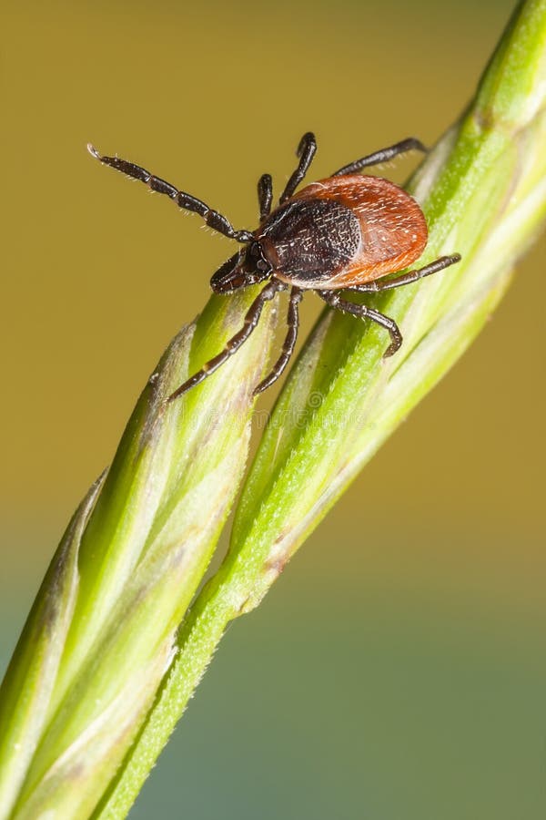 Tick on a plant straw stock image. Image of borreliosis - 32171077