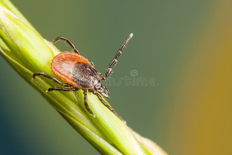 Tick on a plant straw stock image. Image of ixodidae - 32234995