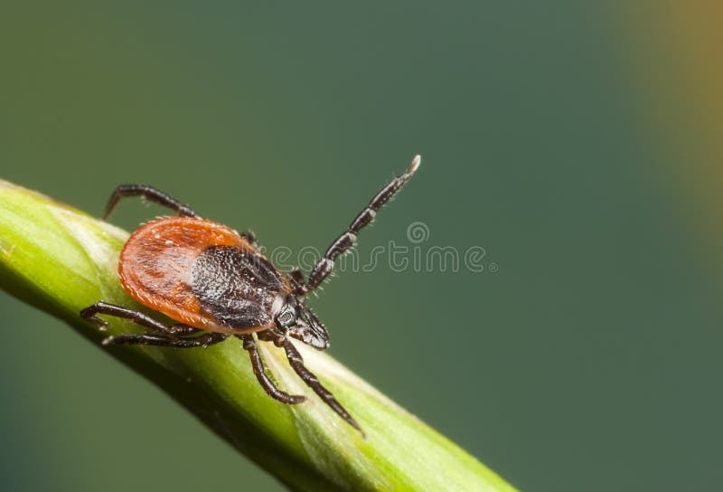 Dof tick stock photo. Image of tick, illness, bloodsucking - 15224598