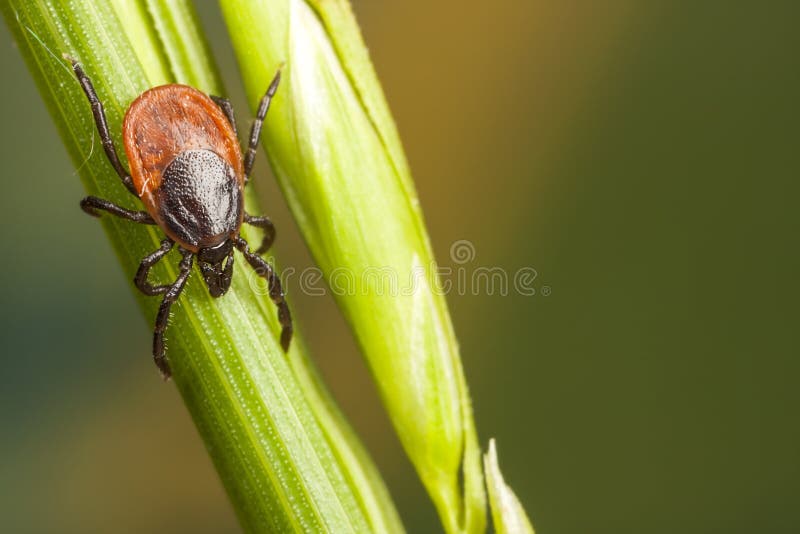 Tick on a plant straw stock photo. Image of borreliosis - 32336770