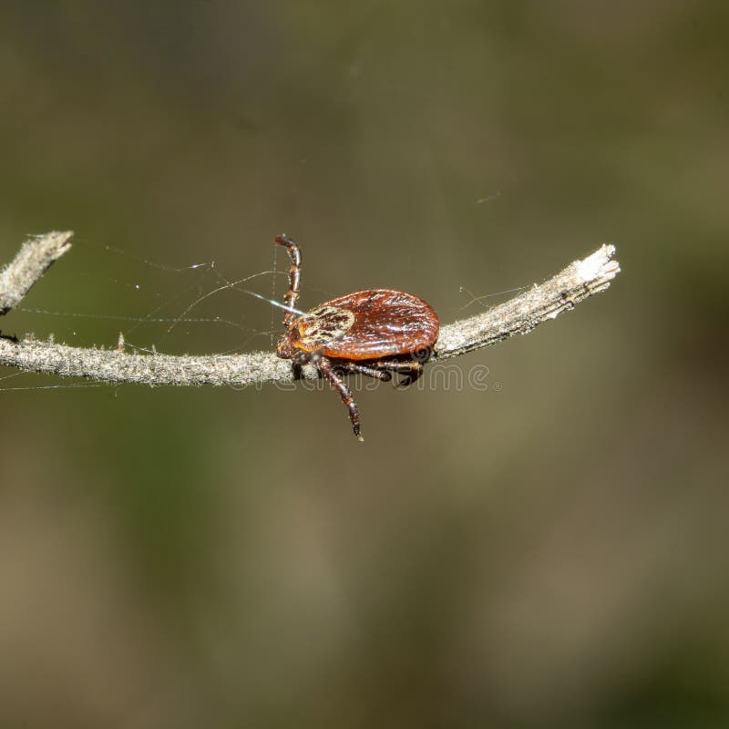 Tick on a plant straw stock photo. Image of pest, insects - 195823382