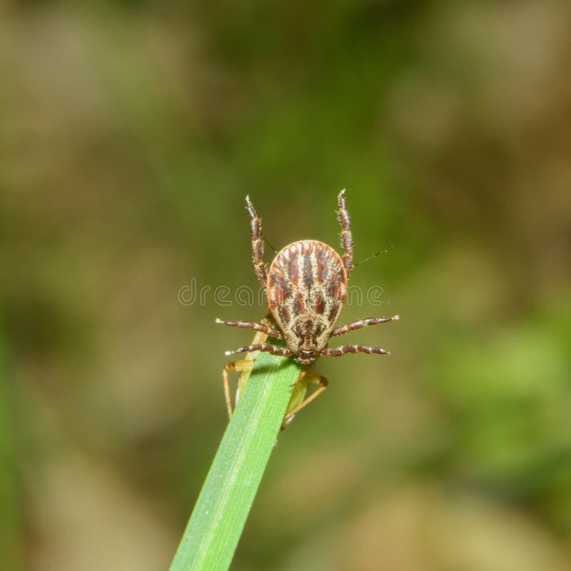 Tick on a plant straw stock photo. Image of tick, arachnid - 195823386