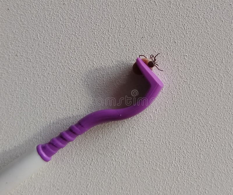 A Tick Removed with the Forceps Stock Photo - Image of forceps, maladie ...