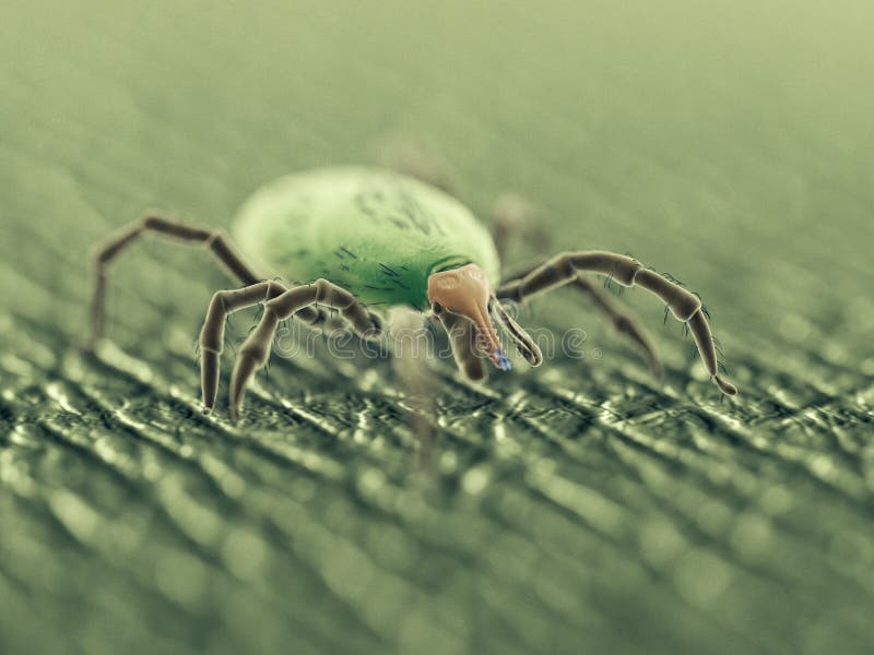 A tick - sem style stock illustration. Illustration of deer - 142492696