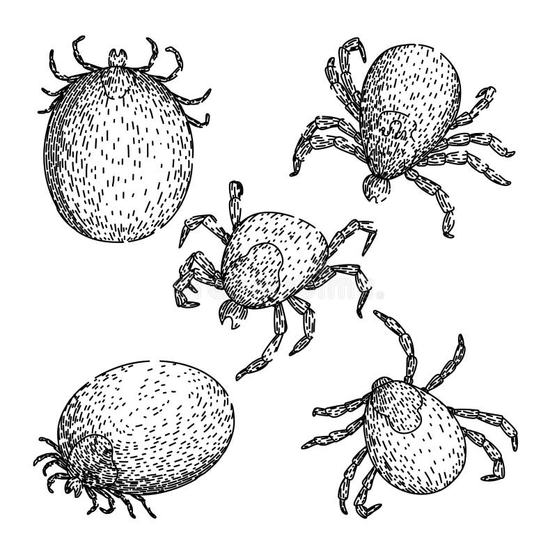 Tick Set Sketch Hand Drawn Vector Stock Vector - Illustration of insect ...