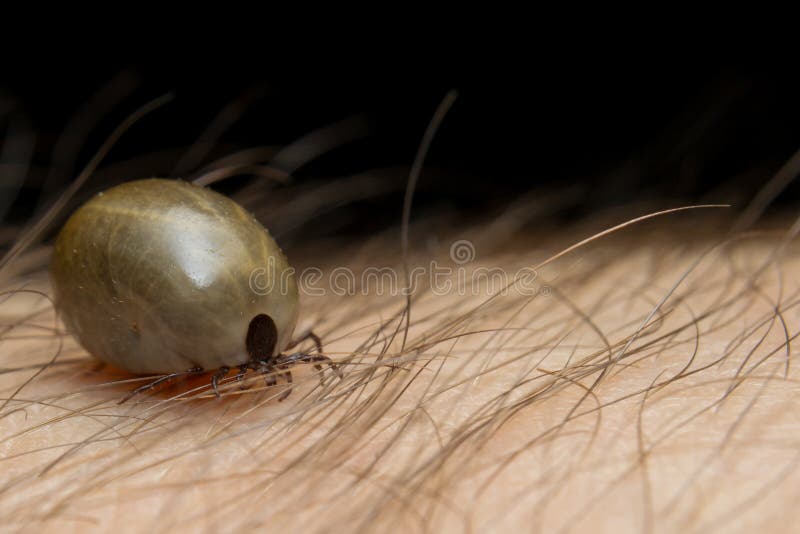 Tick on skin surface stock photo. Image of adult, tick - 136613396