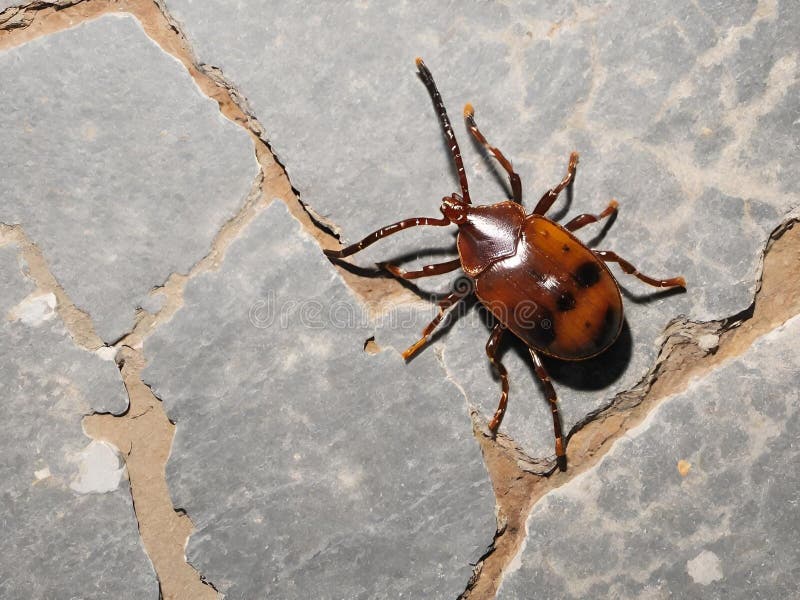 A tick on a stone floor stock illustration. Illustration of summer ...