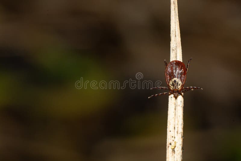 Tick on straw stock image. Image of parasite, disease - 225016333