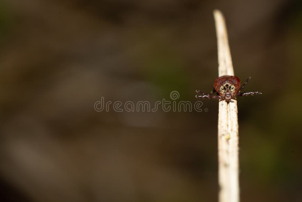 Tick on straw stock photo. Image of plant, bite, infectious - 225016342