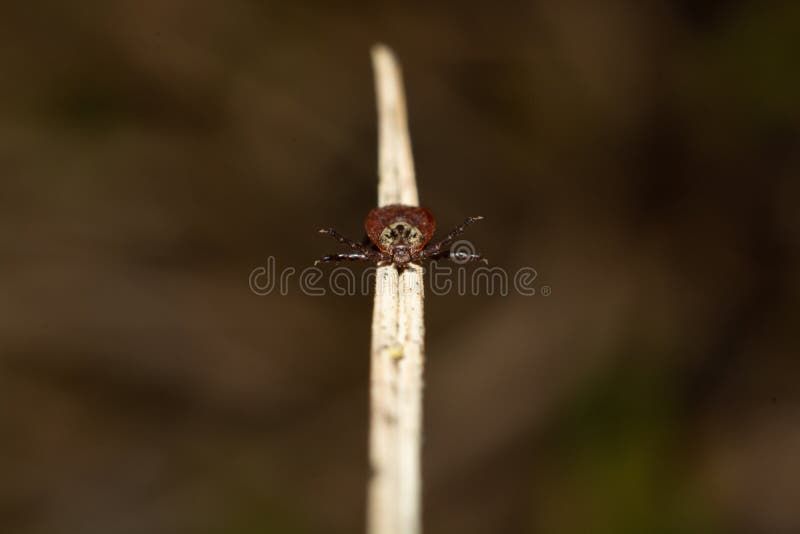 Tick on straw stock photo. Image of arthropod, danger - 225016350