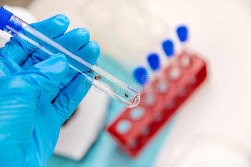 Tick in a Test Tube in the Laboratory. Selective Focus Stock Photo ...