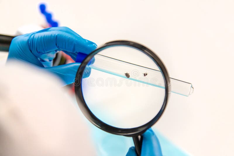 Tick in a Test Tube in the Laboratory. Selective Focus Stock Image ...