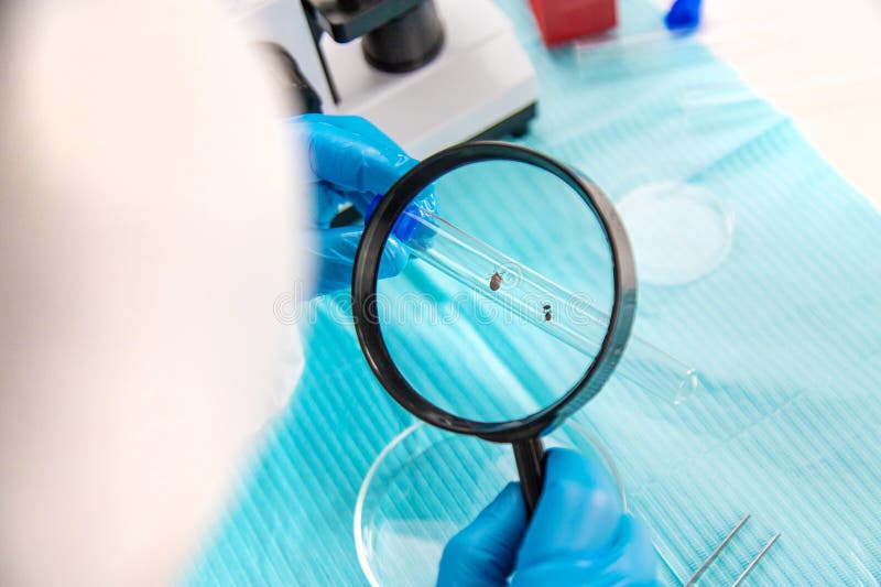 Tick in a Test Tube in the Laboratory. Selective Focus Stock Image ...