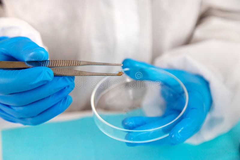 Tick in a Test Tube in the Laboratory. Selective Focus Stock Image ...