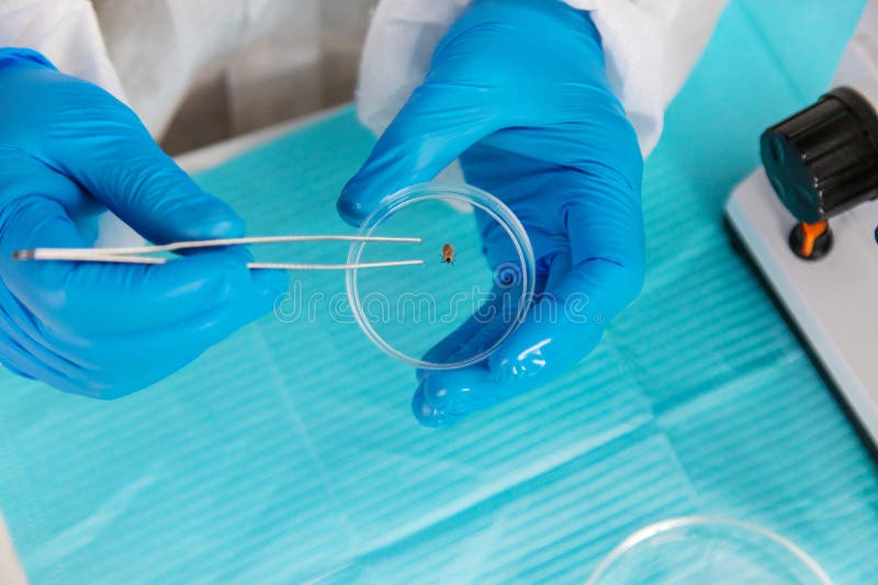 Tick in a Test Tube in the Laboratory. Selective Focus Stock Photo ...