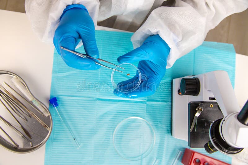 Tick in a Test Tube in the Laboratory. Selective Focus Stock Image ...
