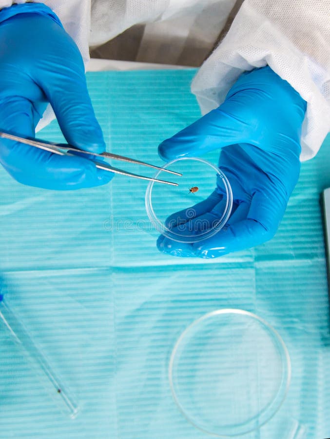 Tick in a Test Tube in the Laboratory. Selective Focus Stock Image ...