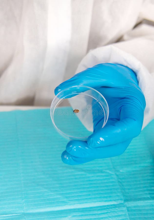 Tick in a Test Tube in the Laboratory. Selective Focus Stock Photo ...