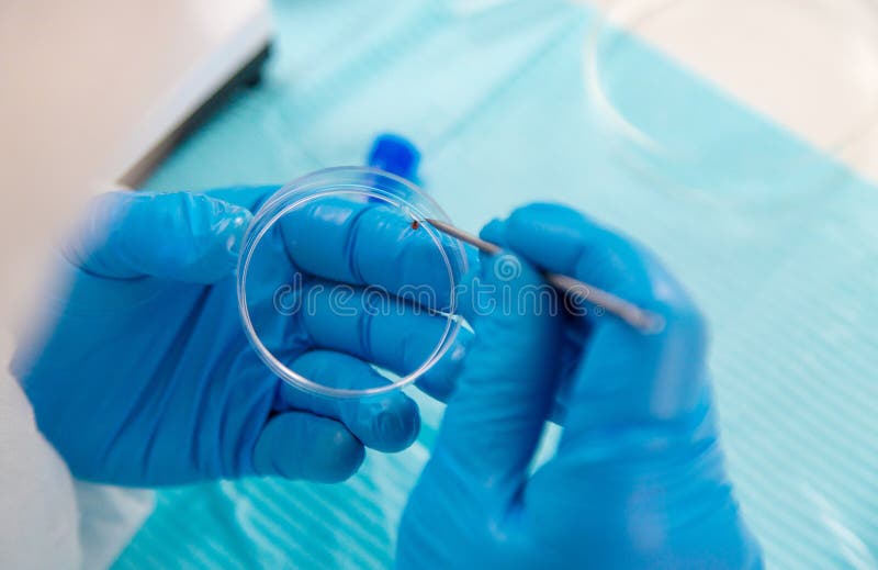 Tick in a Test Tube in the Laboratory. Selective Focus Stock Photo ...