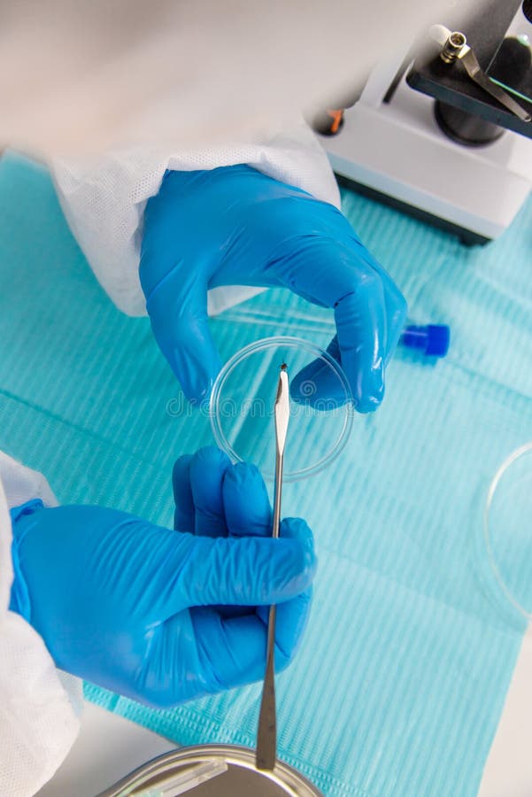 Tick in a Test Tube in the Laboratory. Selective Focus Stock Image ...