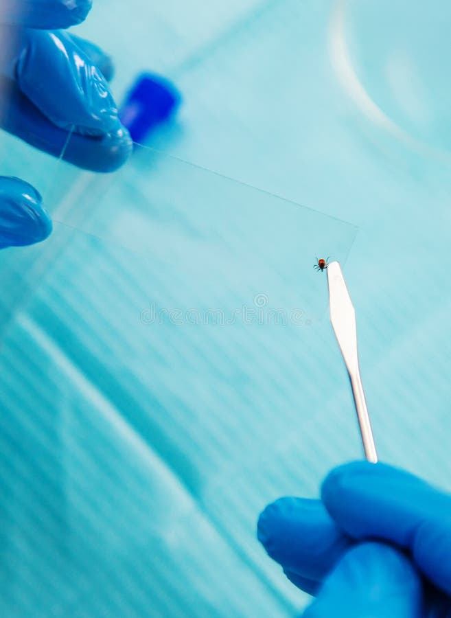 Tick in a Test Tube in the Laboratory. Selective Focus Stock Image ...