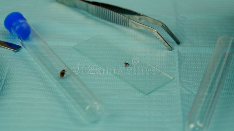 Tick in a Test Tube in the Laboratory. Selective Focus Stock Footage ...