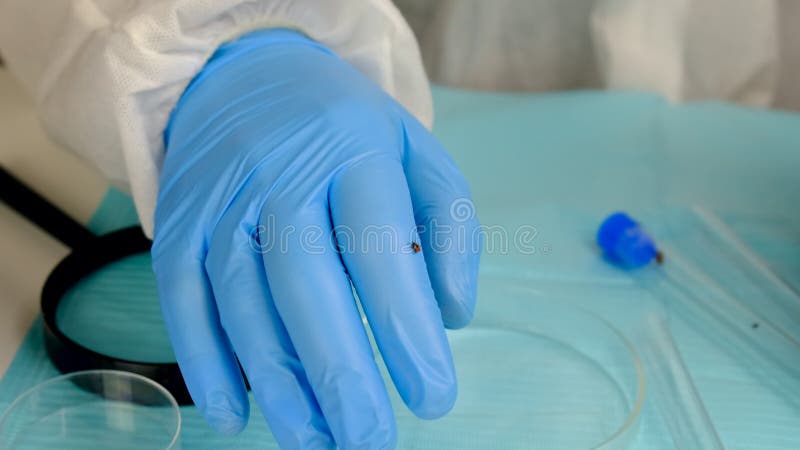 Tick in a Test Tube in the Laboratory. Selective Focus Stock Footage ...