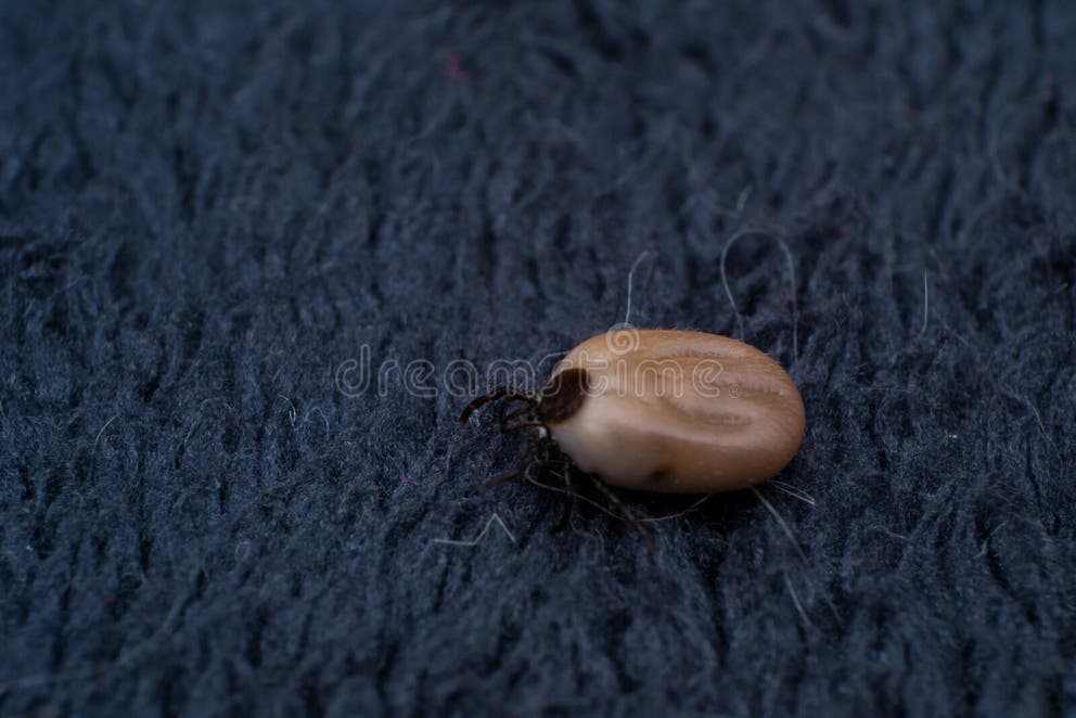 The Tick on the Clothing Material Stock Photo - Image of closeup, lyme ...