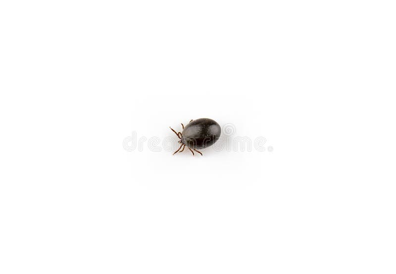 Tick thick round stock image. Image of mammal, eaten - 212404295
