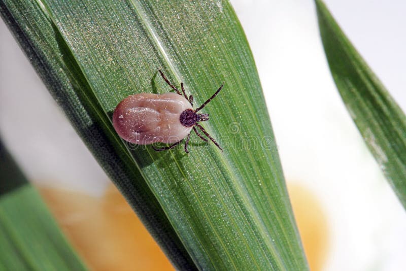 The tick stock photo. Image of inoculate, insects, early - 39477774