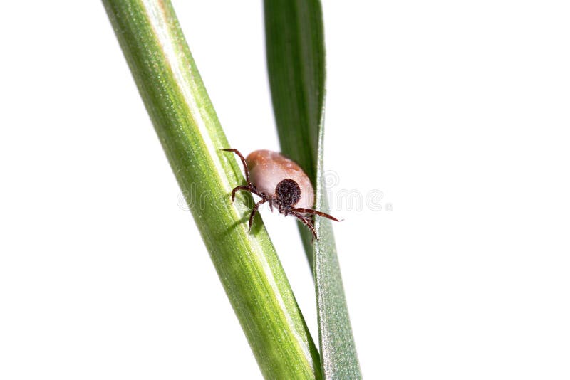 The tick stock photo. Image of illness, fsme, insect - 39477820