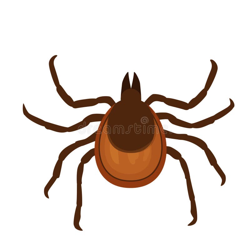 Tick Vector Illustration. Insect is Simple Flat Style Isolated on White ...
