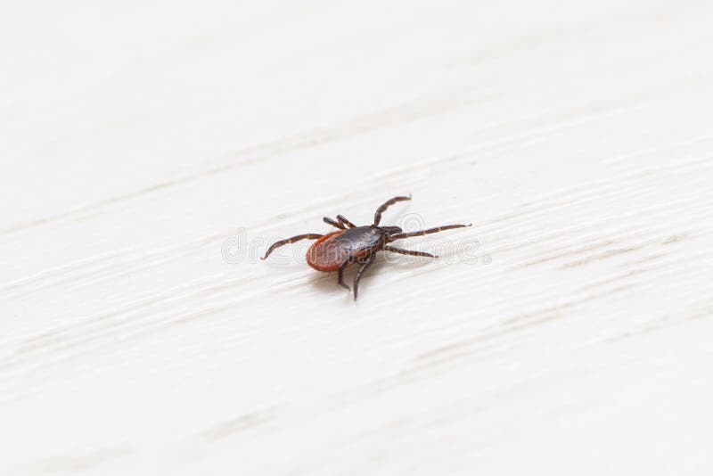 Tick Walking on the Floor at Home Stock Photo - Image of floor, ixodes ...
