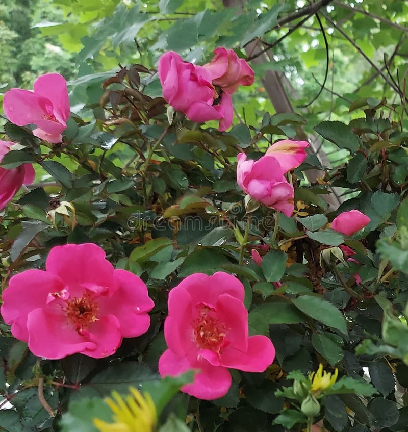 Tickle me pink stock image. Image of pretty, rose, tickle - 236439673