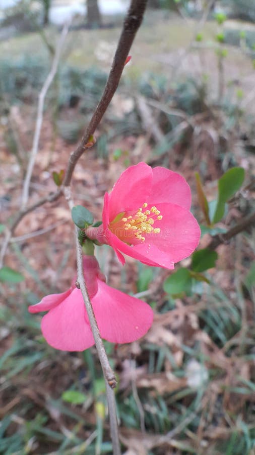 Tickle me red stock photo. Image of flowers, pollen - 110250430