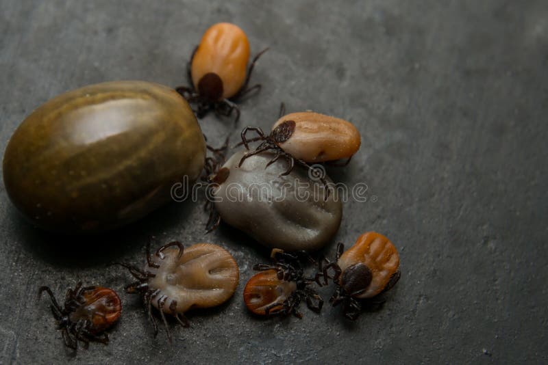 Ticks on black background stock image. Image of black - 136613567
