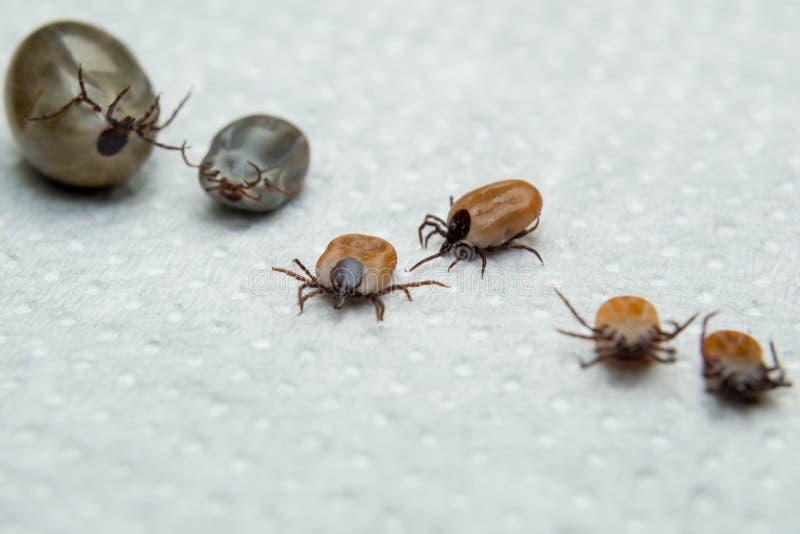 Ticks on White Background, Ticks Cocktail Stock Image - Image of ...